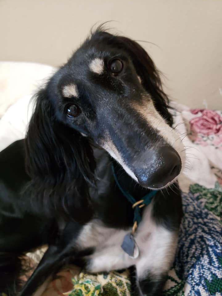 STOLA - Saluki Tree of Life Alliance, Inc.